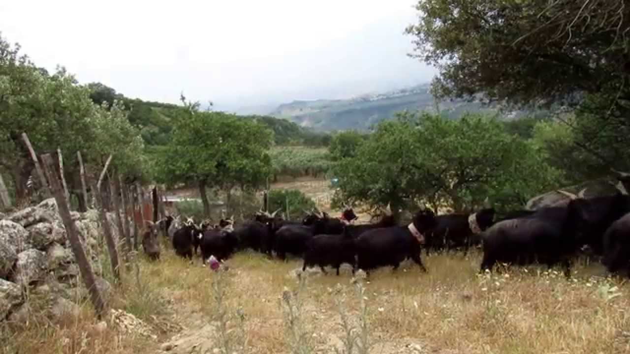 LA PAROLA e LA STORIA. Crapa, Craparu, Zìmbaru